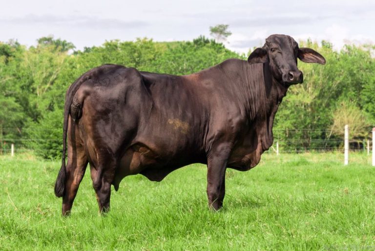 Cuál es el tamaño ideal debe tener una vaca