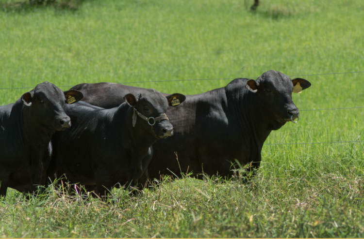 Raza Brangus - Revista Genética Bovina Colombiana