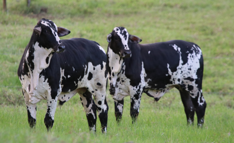 Nelore pinto: Ganaderia La Sánchez - Revista Genética Bovina Colombiana