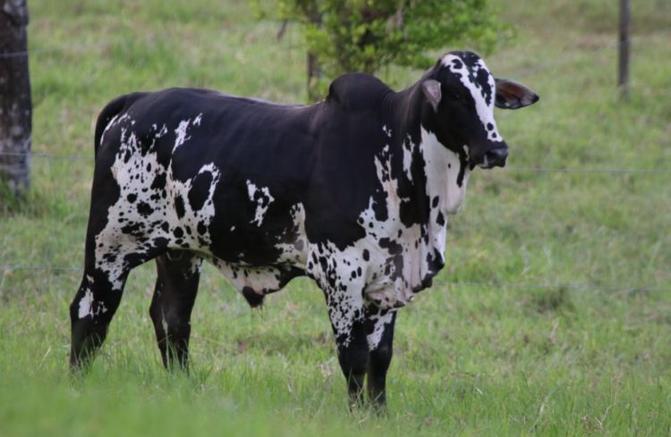 Nelore pinto: Ganaderia La Sánchez - Revista Genética Bovina Colombiana