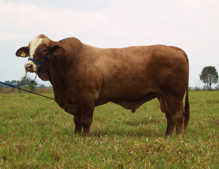 F1 - Revista Genética Bovina Colombiana