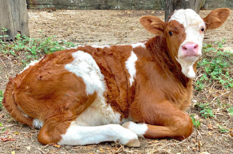 Simmental - Revista Genética Bovina Colombiana