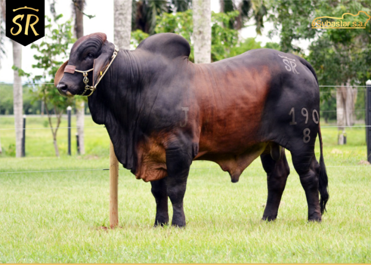 Nelore pinto: Ganaderia La Sánchez - Revista Genética Bovina Colombiana