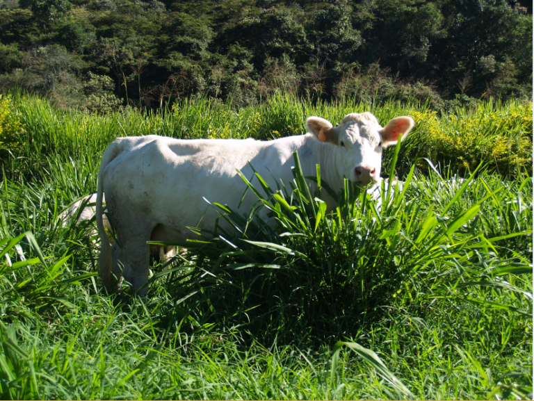 Pastoreo en pastos tropicales - Revista Genética Bovina Colombiana