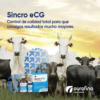 Vigor híbrido: qué es y cómo manejarlo - Revista Genética Bovina Colombiana