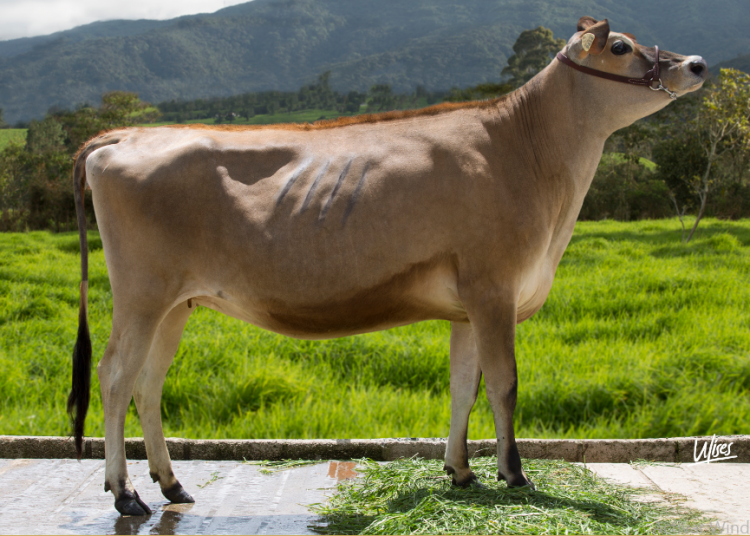 La ganancia de peso diaria - Revista Genética Bovina Colombiana