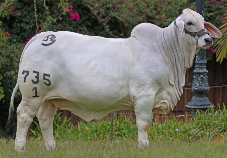 ISA - Revista Genética Bovina Colombiana