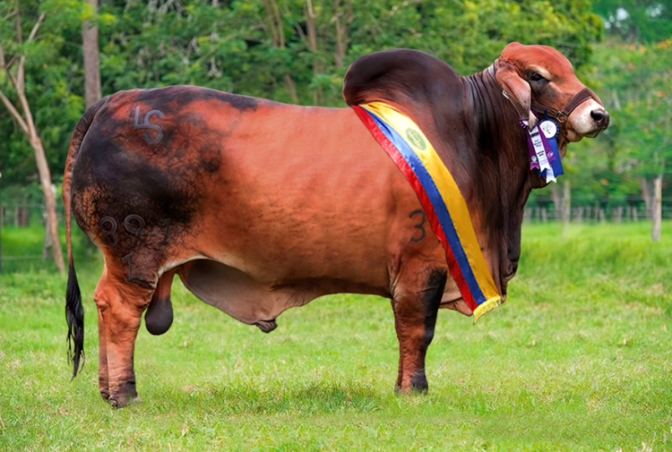 Ganadería El Caney - Revista Genética Bovina Colombiana